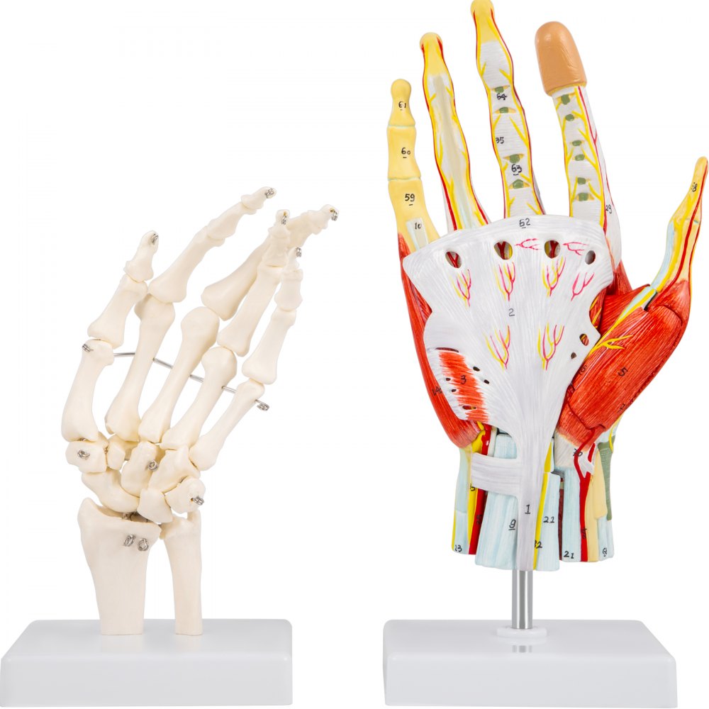 VEVOR Anatomie Modell des Handskeletts Bändern Muskeln 25x12cm Hand ...