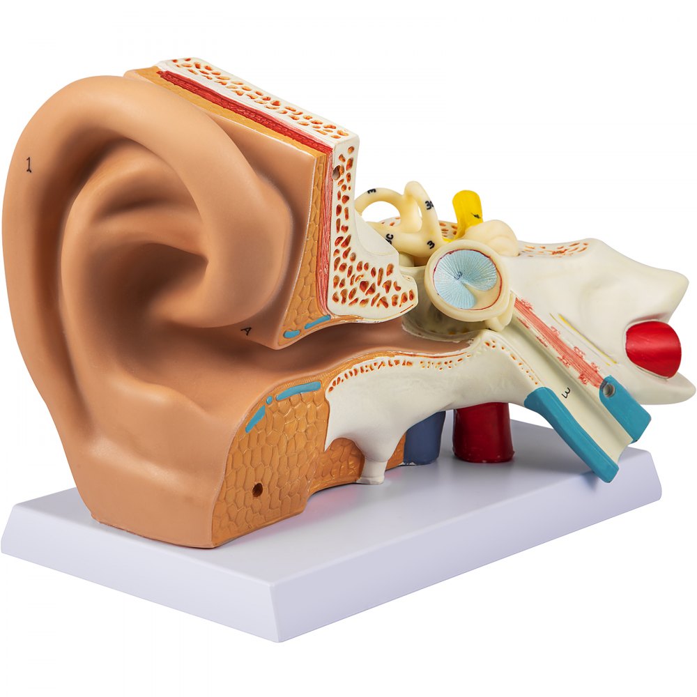 VEVOR Modèle Anatomique de l'Oreille Agrandi 5 Fois Modèle d'Oreille ...