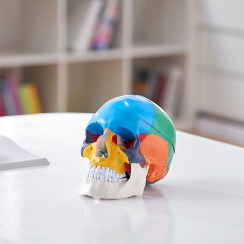 VEVOR Human Skull Model, 3 Parts Human Skull Anatomy, Life-Size Painted ...
