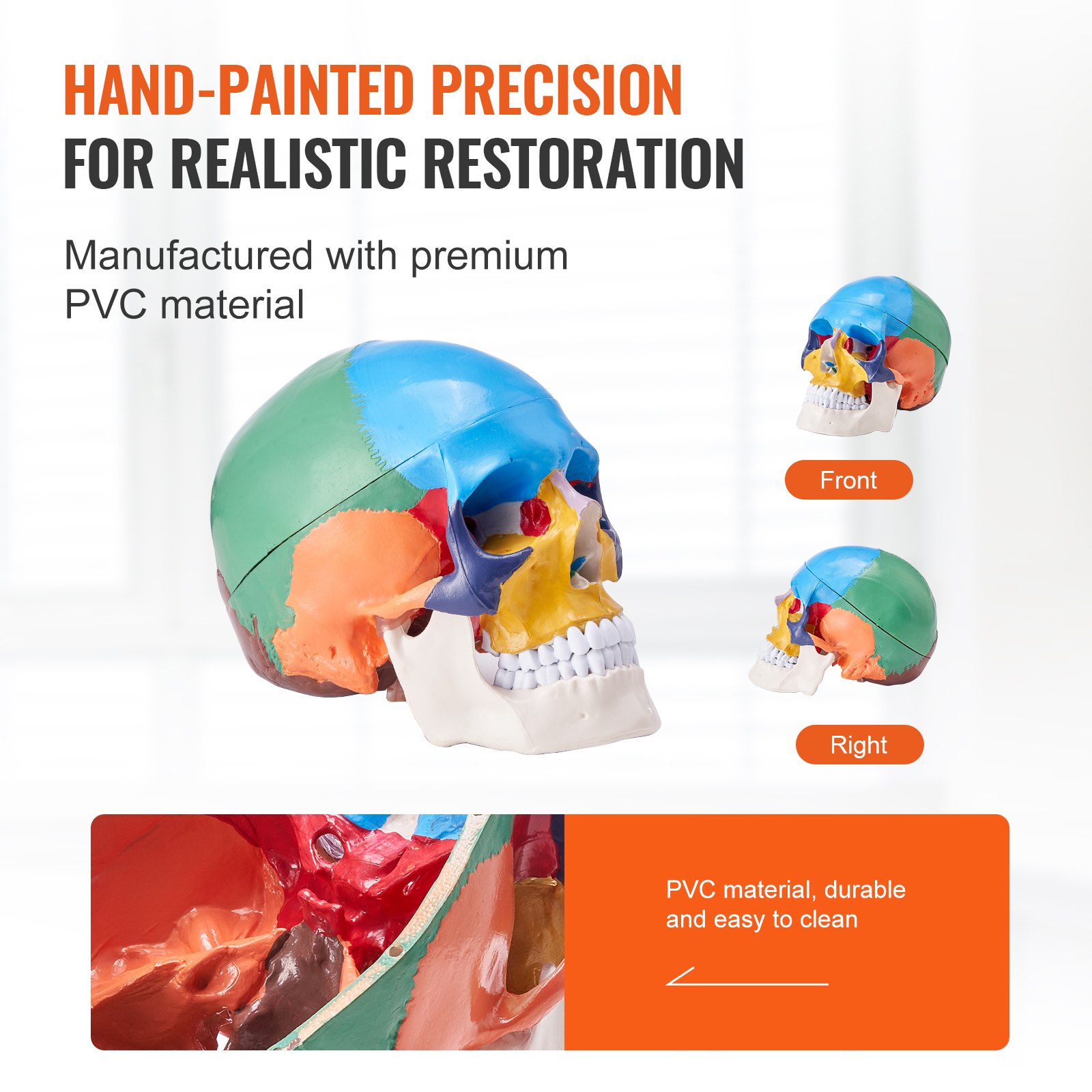 VEVOR Human Skull Model, 3 Parts Human Skull Anatomy, Life-Size Painted ...