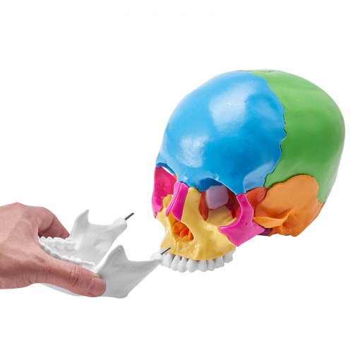 VEVOR Human Skull Model, 22 Parts Human Skull Anatomy, Life-Size ...