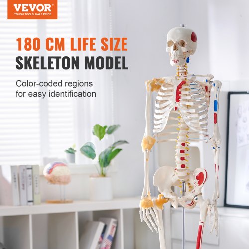 VEVOR Human Skeleton Model for Anatomy, 71.65" Life Size, Accurate PVC ...