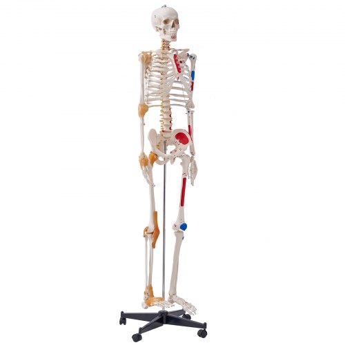 VEVOR Human Skeleton Model for Anatomy, 71.65" Life Size, Accurate PVC ...