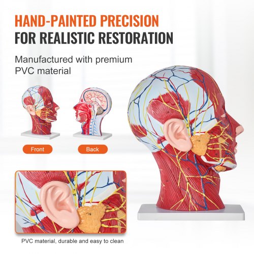 VEVOR Human Half Head Superficial Neurovascular Model with Musculature ...