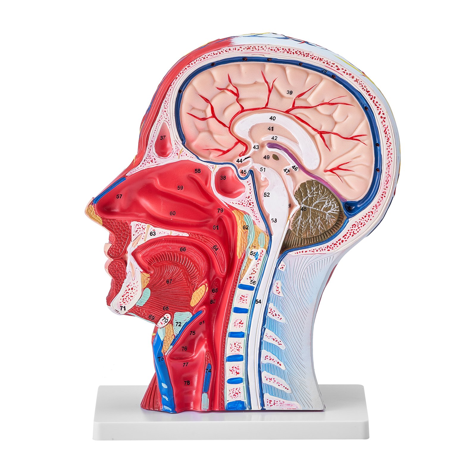 VEVOR Human Half Head Superficial Neurovascular Model with Musculature ...