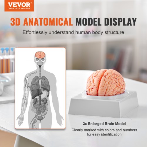 VEVOR Human Brain Model Anatomy Teaching Brain Model 9-Part Labeled ...