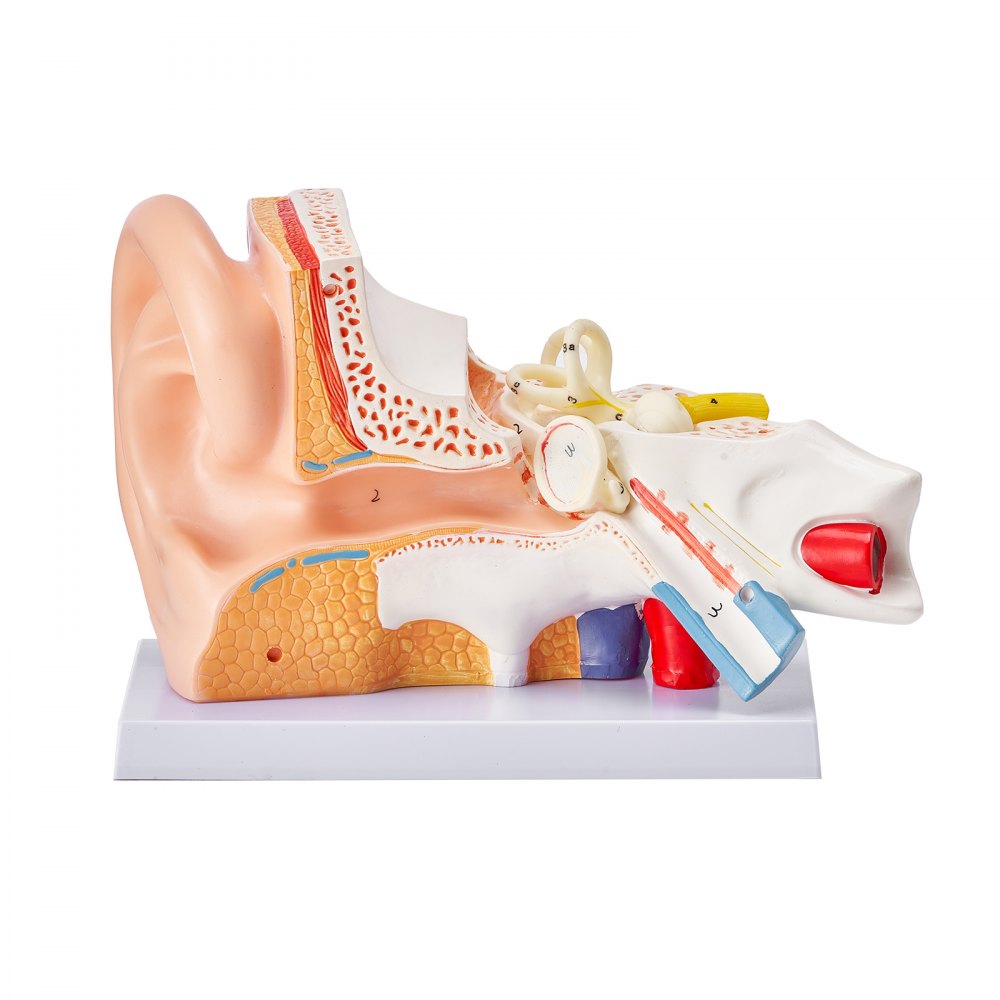 VEVOR Human Ear Anatomy Model, 3 Parts 5 Times Enlarged Human Ear Model ...