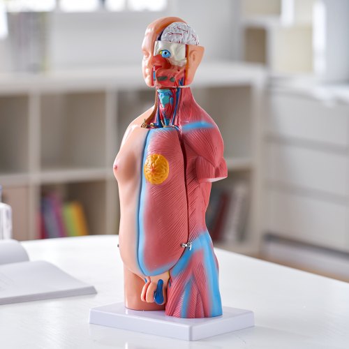 VEVOR Human Body Model, 23 Parts 18 inch, Human Torso Anatomy Model ...