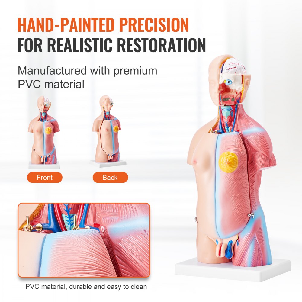 VEVOR Human Body Model, 23 Parts 18 inch, Human Torso Anatomy Model ... VEVOR Human Body Model, 23 Parts 18 inch, Human Torso Anatomy Model ...