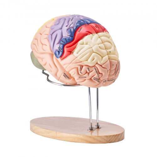 VEVOR Human Brain Model Anatomy, 2X Life-Size 4-Part Human Brain ...
