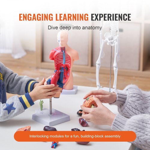 VEVOR Human Anatomy Models Bundle Set, Brain, Human Torso Body, Heart ...