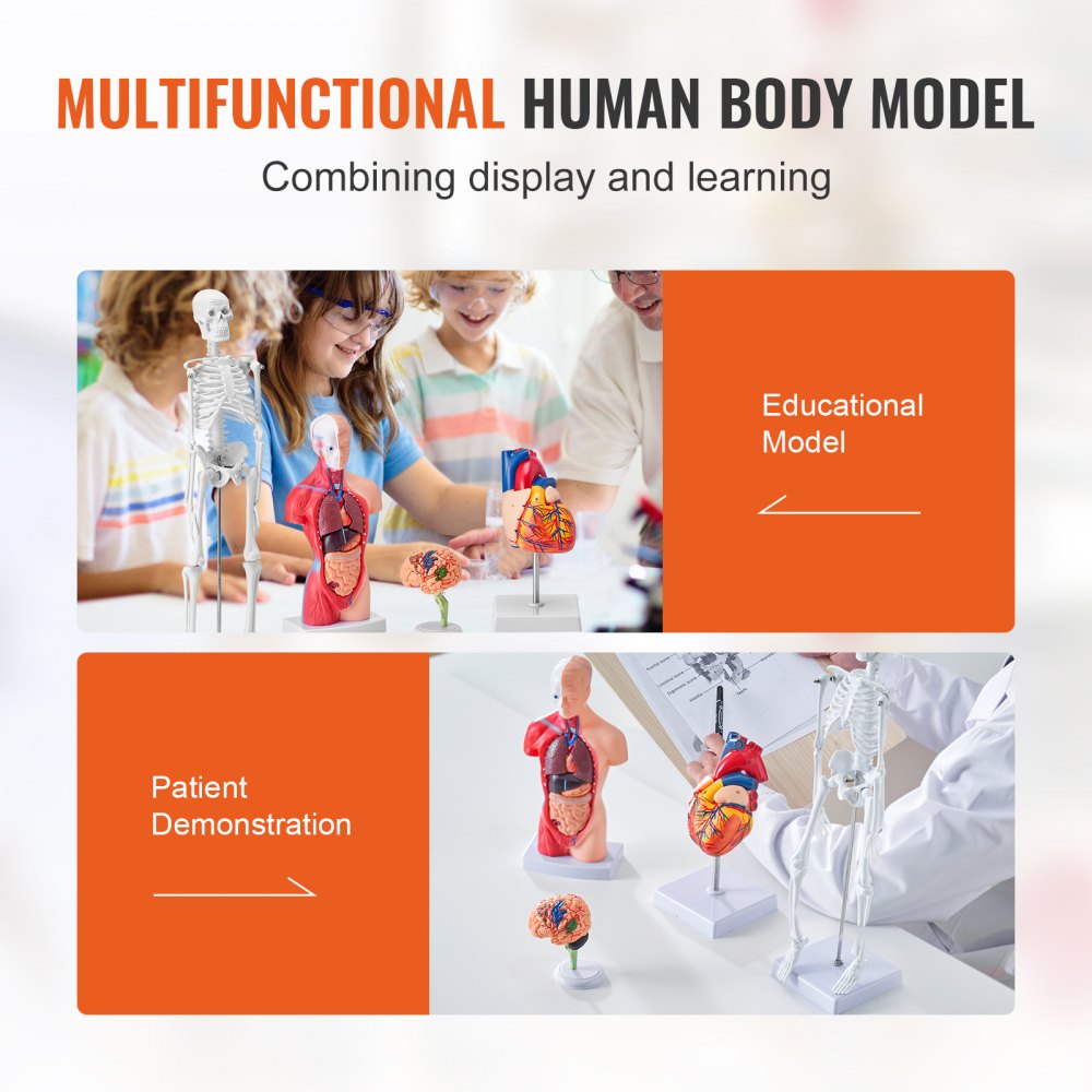 VEVOR Human Anatomy Models Bundle Set, Brain, Human Torso Body, Heart ... VEVOR Human Anatomy Models Bundle Set, Brain, Human Torso Body, Heart ...
