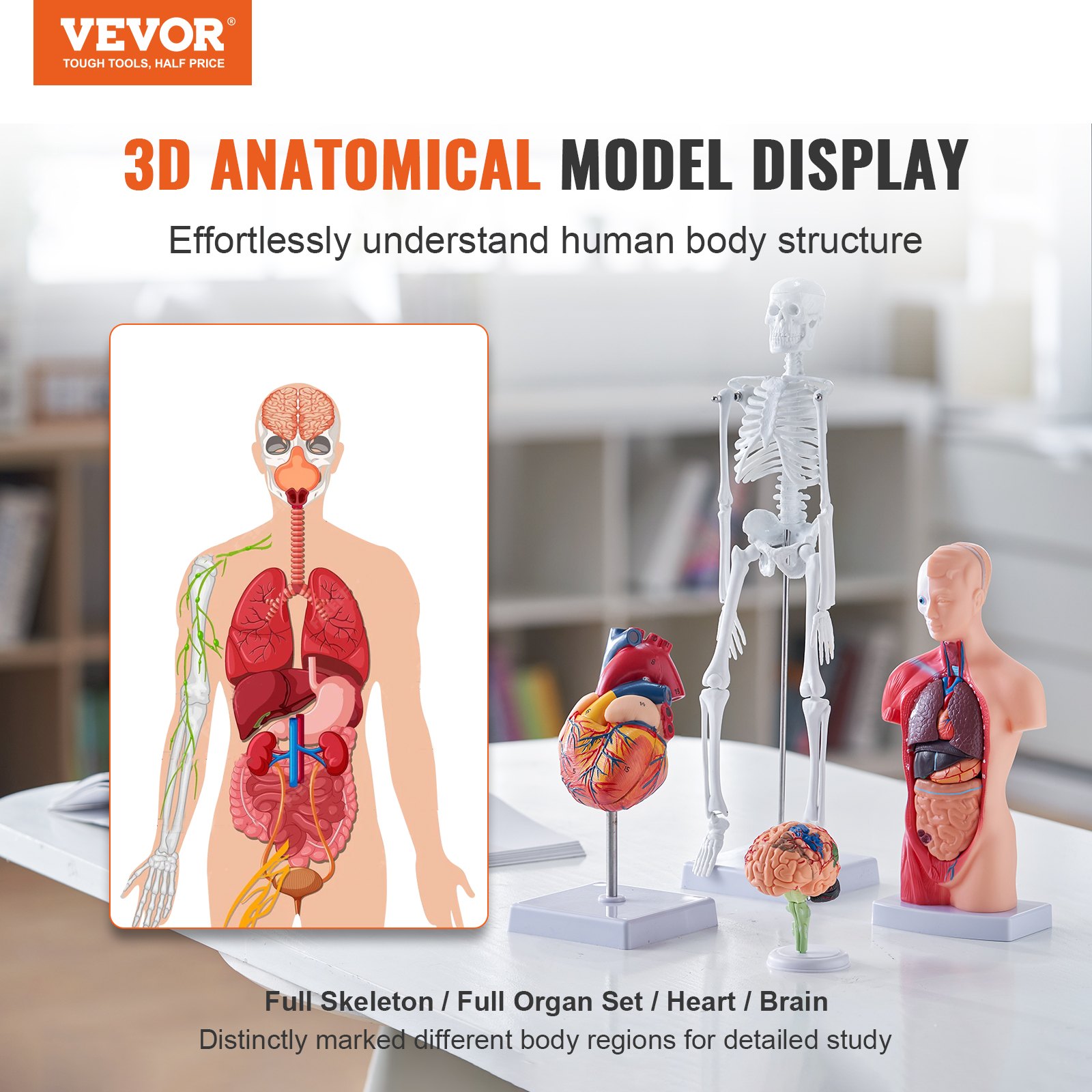 VEVOR Human Anatomy Models Bundle Set, Brain, Human Torso Body, Heart ...