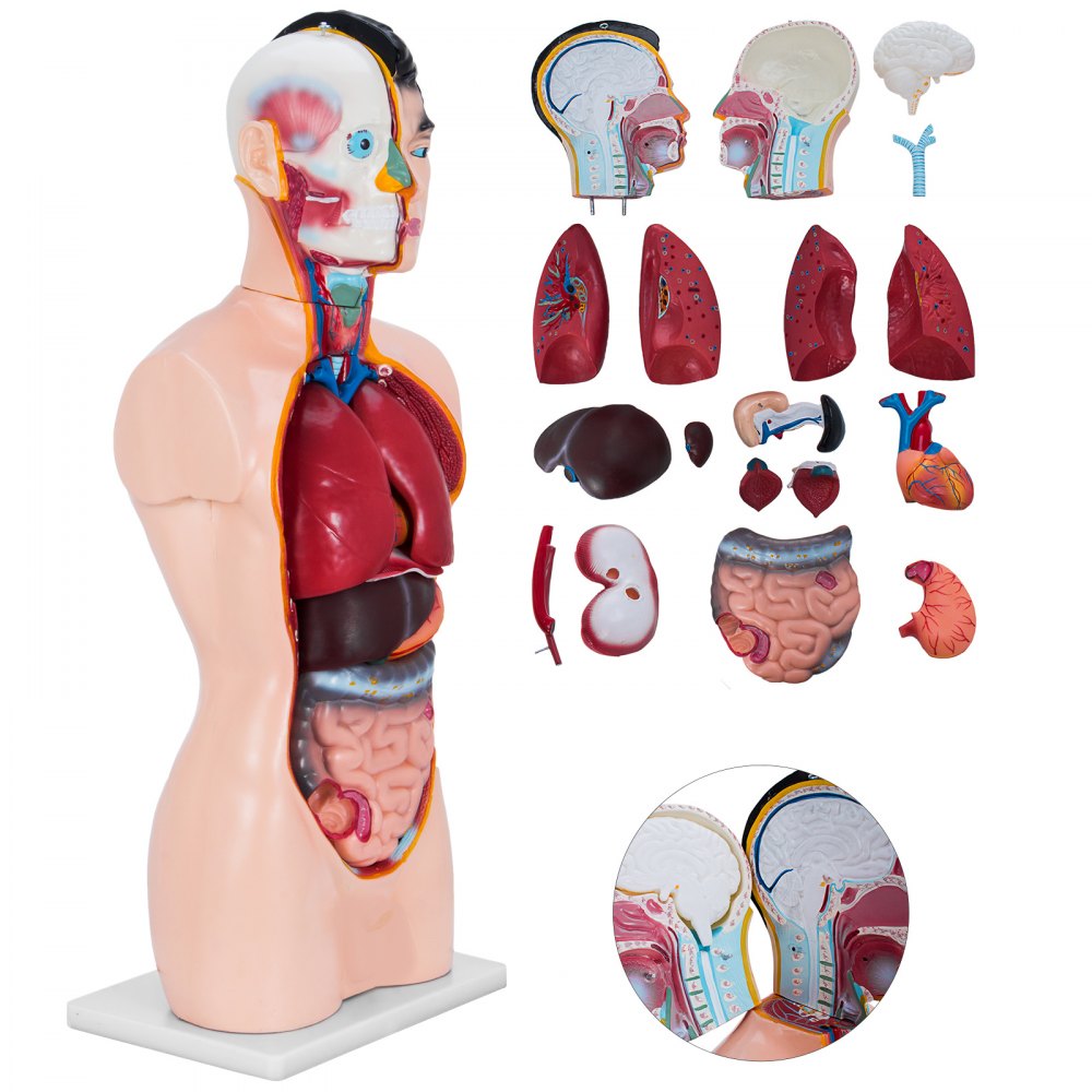 VEVOR VEVOR 85cm Human Body Torso Anatomy Model Medical Skeleton ... VEVOR VEVOR 85cm Human Body Torso Anatomy Model Medical Skeleton ...