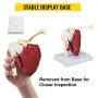 VEVOR Muscled Shoulder Joint Model PVC Shoulder Model with Ligaments ...