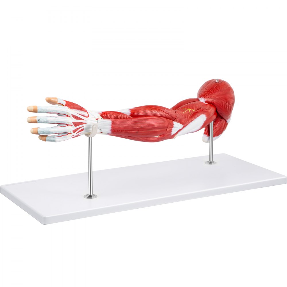 Vevor Arm Muscle Modelmuscular Arm Anatomy Model 7 Parts Medical ...