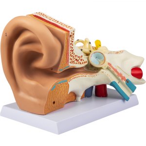 VEVOR Anatomický model lidského ucha, 5krát zvětšený model lidského ...