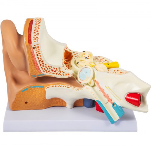VEVOR Human Ear Anatomy Model, 5 Times Enlarged Human Ear Model, PVC ...