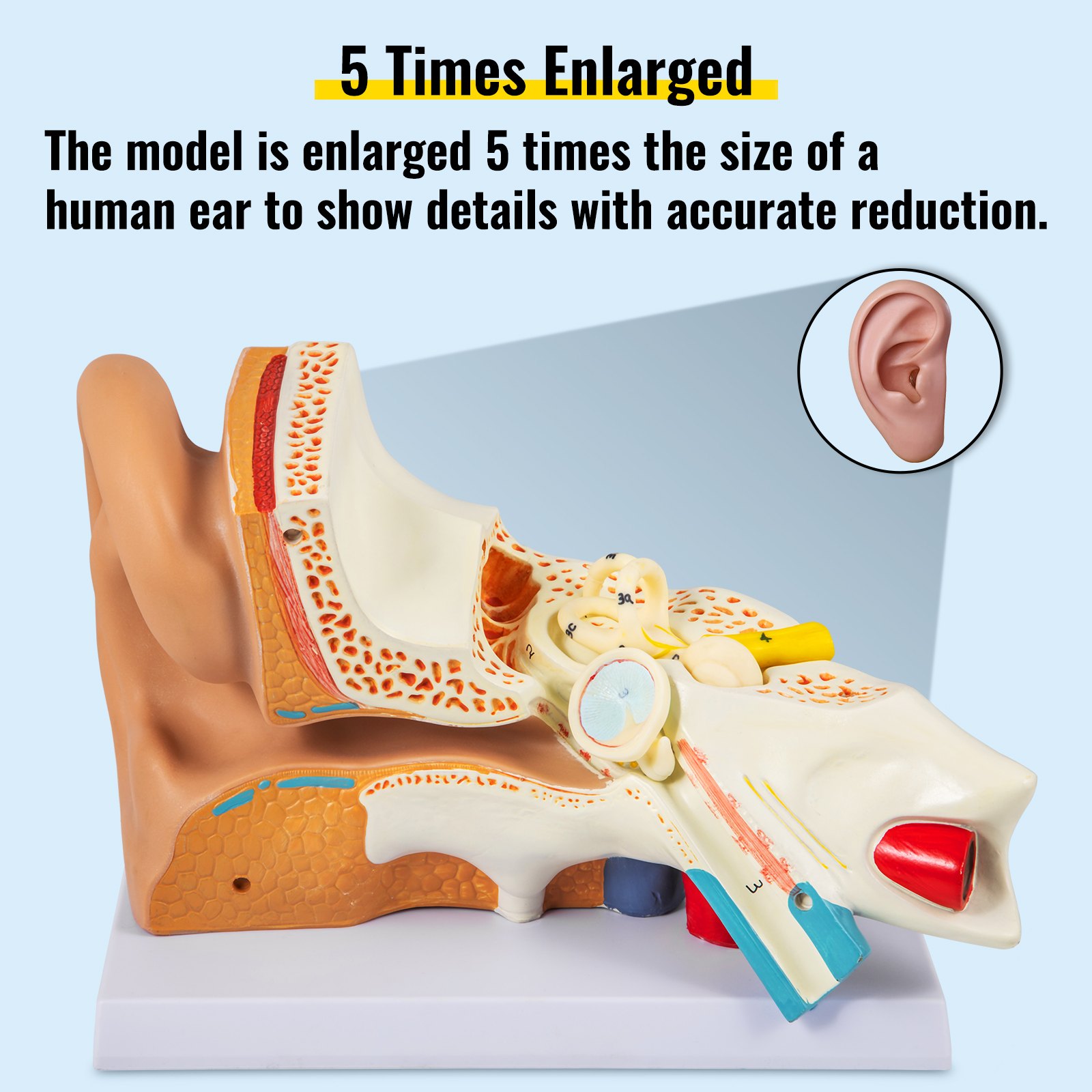VEVOR Human Ear Anatomy Model, 5 Times Enlarged Human Ear Model, PVC ...