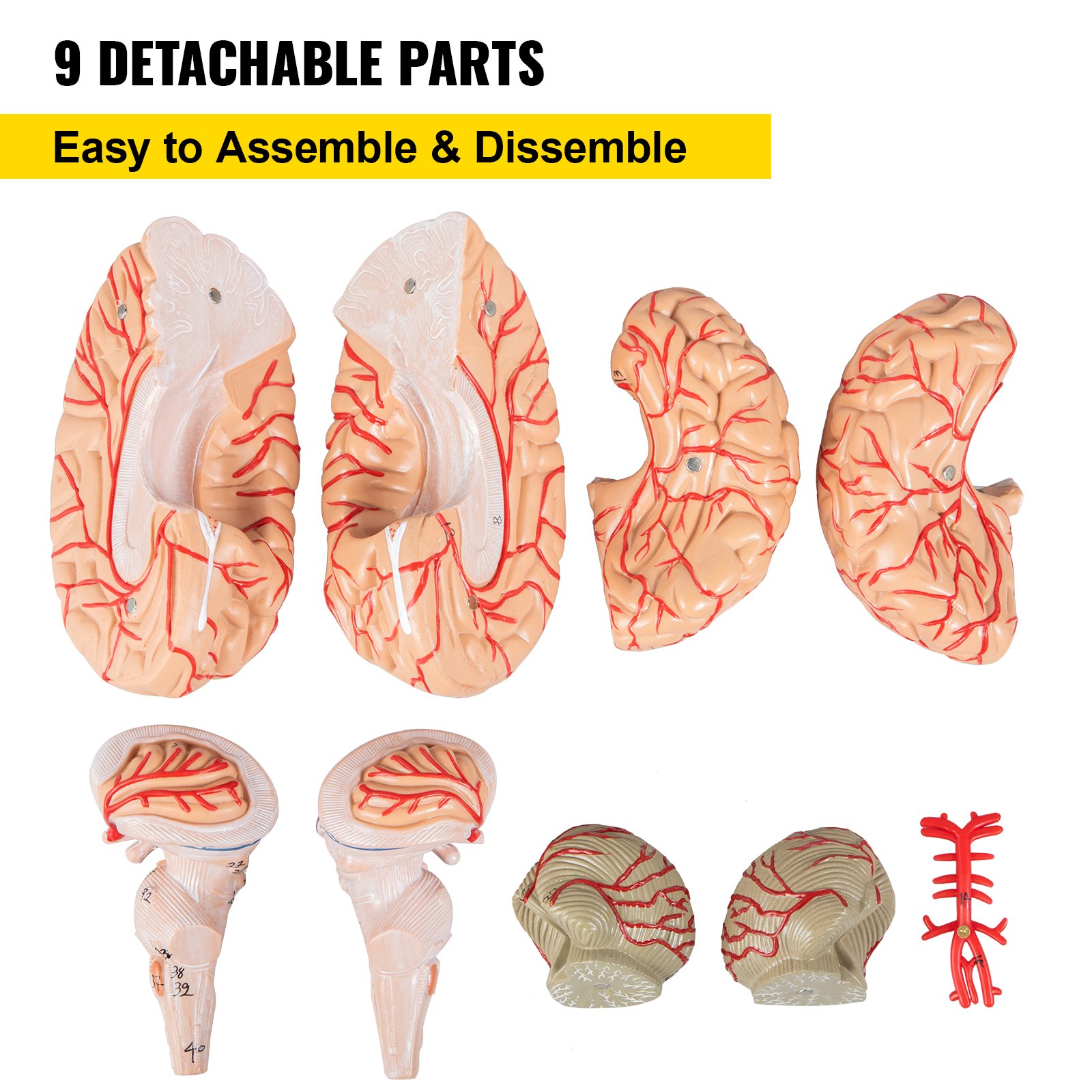VEVOR Human Brain Model Anatomy 9-Part Model of Brain w/Labels ...