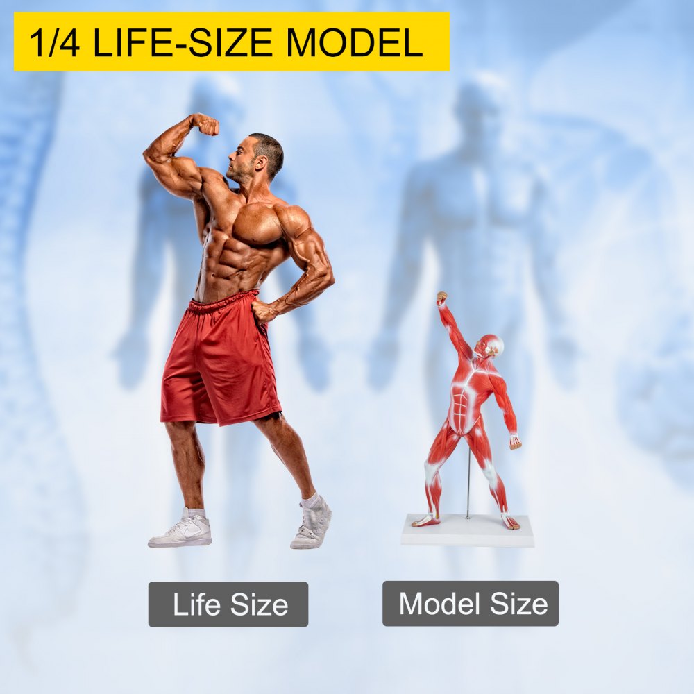 VEVOR Anatomical Human Muscle Model Muscle Anatomy Model 50cm Mini ...