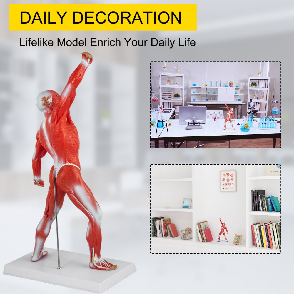 VEVOR VEVOR Anatomical Human Muscle Model Muscle Anatomy Model 50cm ...