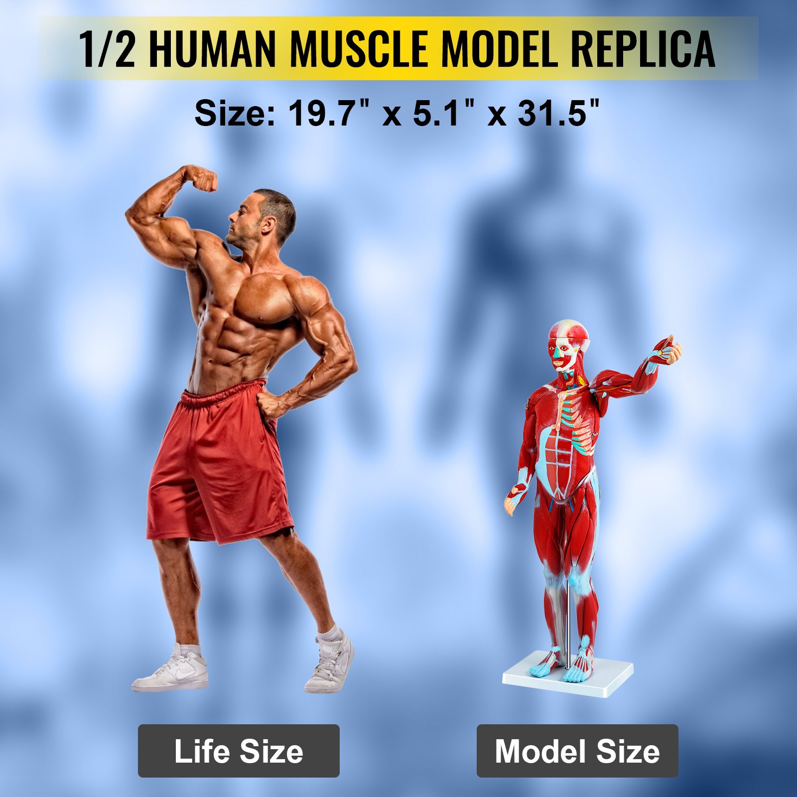 VEVOR Human Muscular Figure, 27 Parts Muscular Anatomy Model, Half Life ...