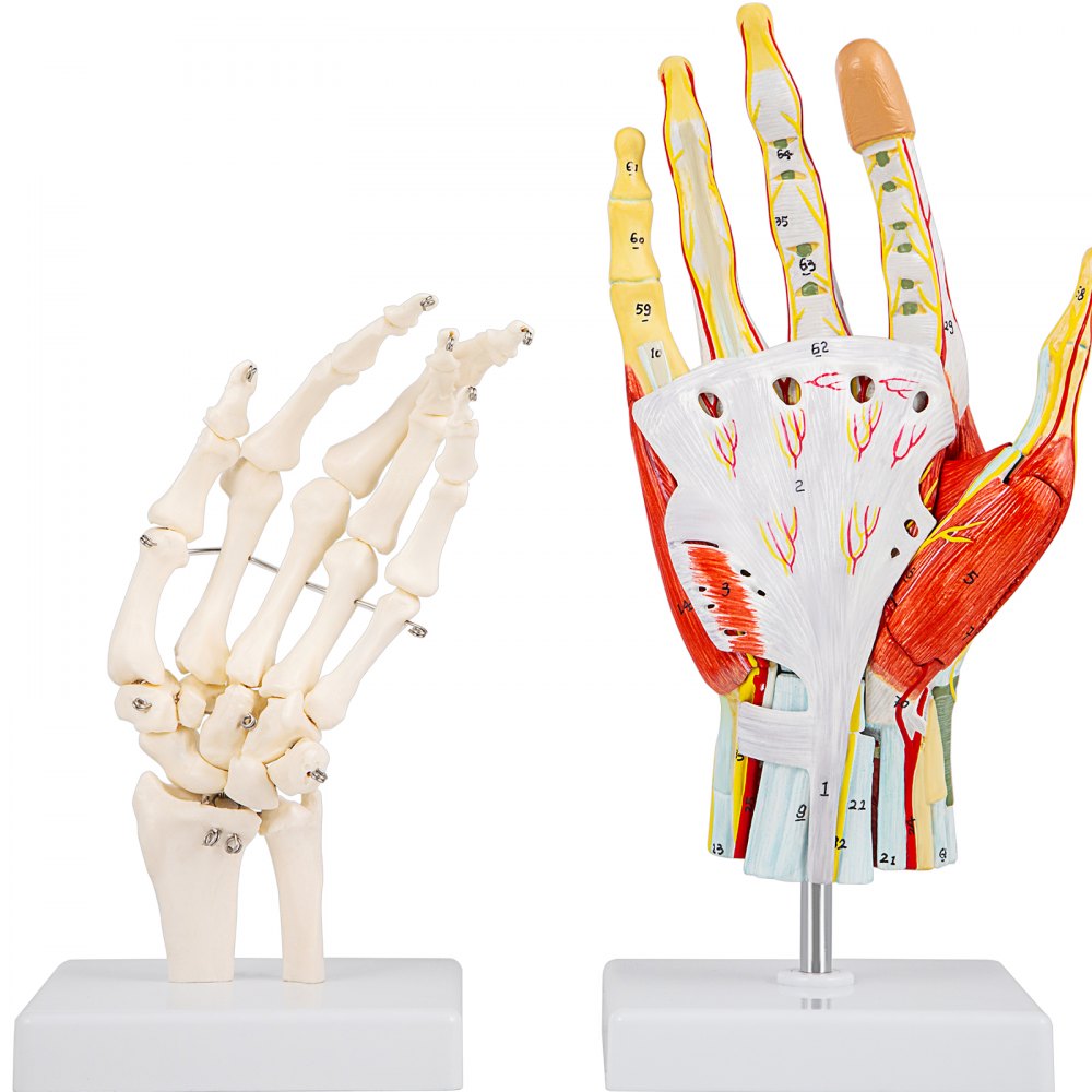 VEVOR Anatomical Hand Model Ligaments 7-Part Model Hand for Anatomy ...