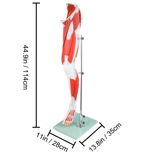 VEVOR Muscle Anatomy Leg Model, 13 Parts Lower Limb Muscle Model, Life ...