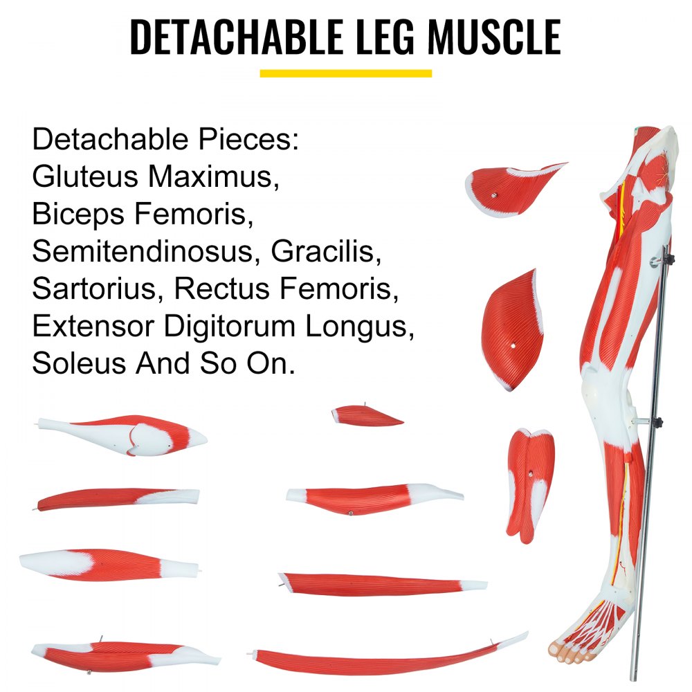 VEVOR Muscle Anatomy Leg Model, 13 Parts Lower Limb Muscle Model, Life ...
