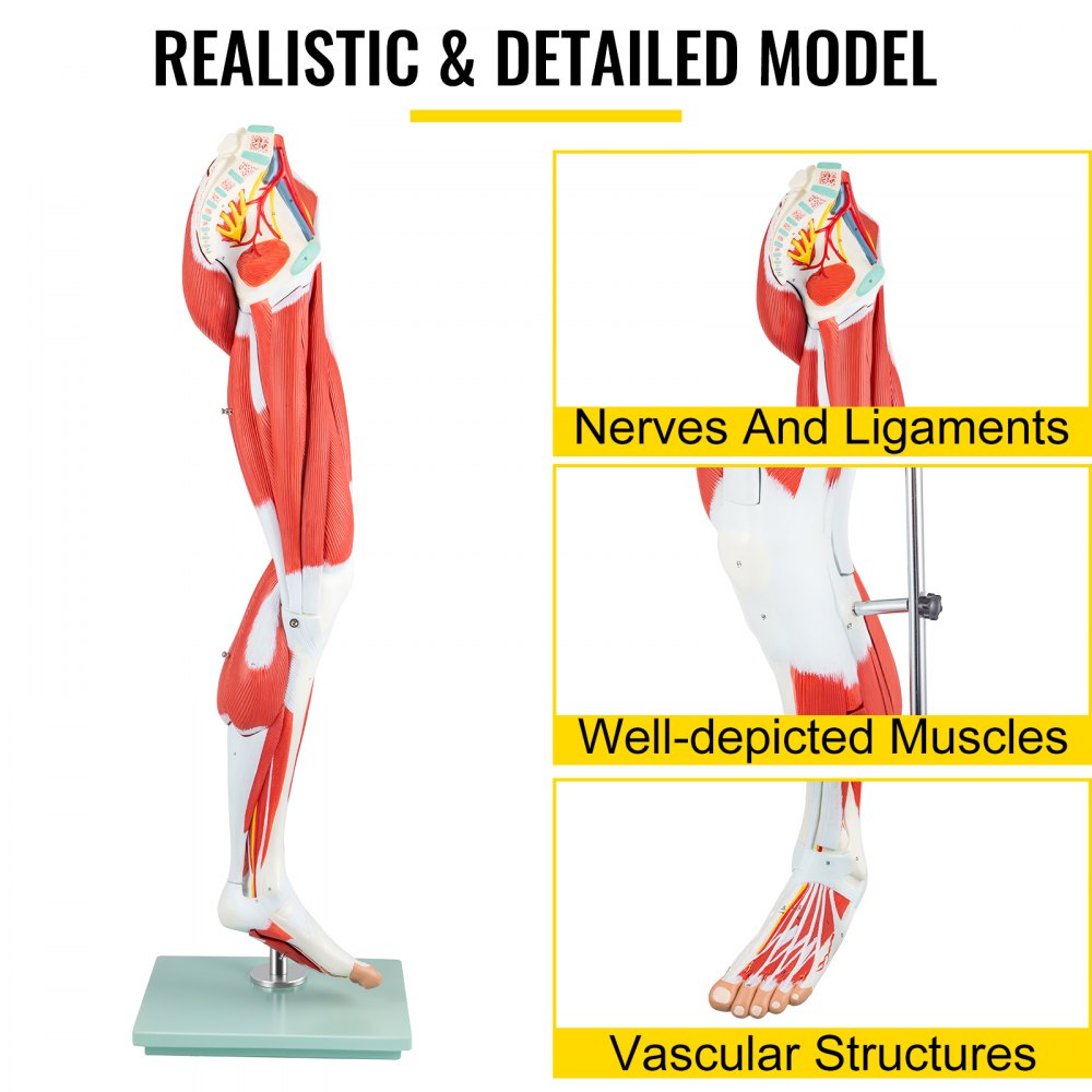 VEVOR Muscle Anatomy Leg Model, 13 Parts Lower Limb Muscle Model, Life ...
