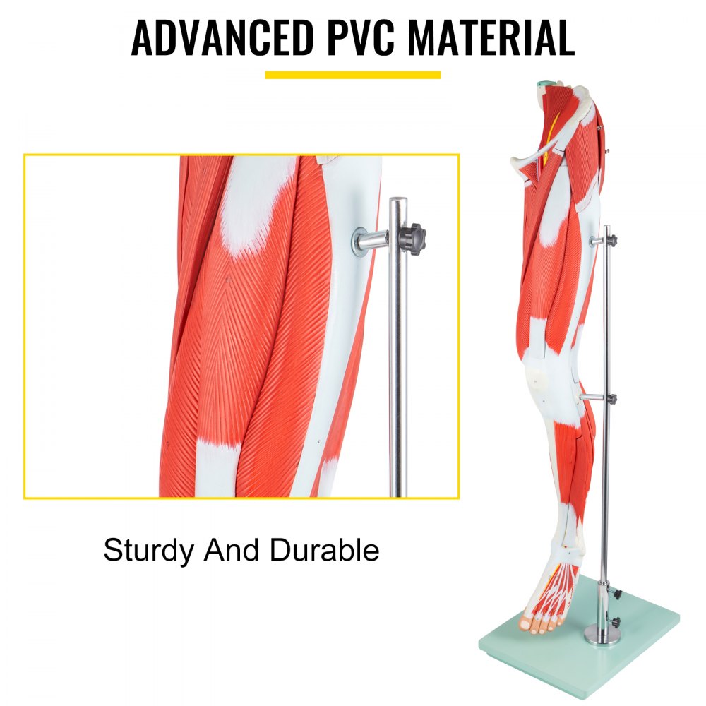VEVOR Muscle Anatomy Leg Model, 13 Parts Lower Limb Muscle Model, Life ...