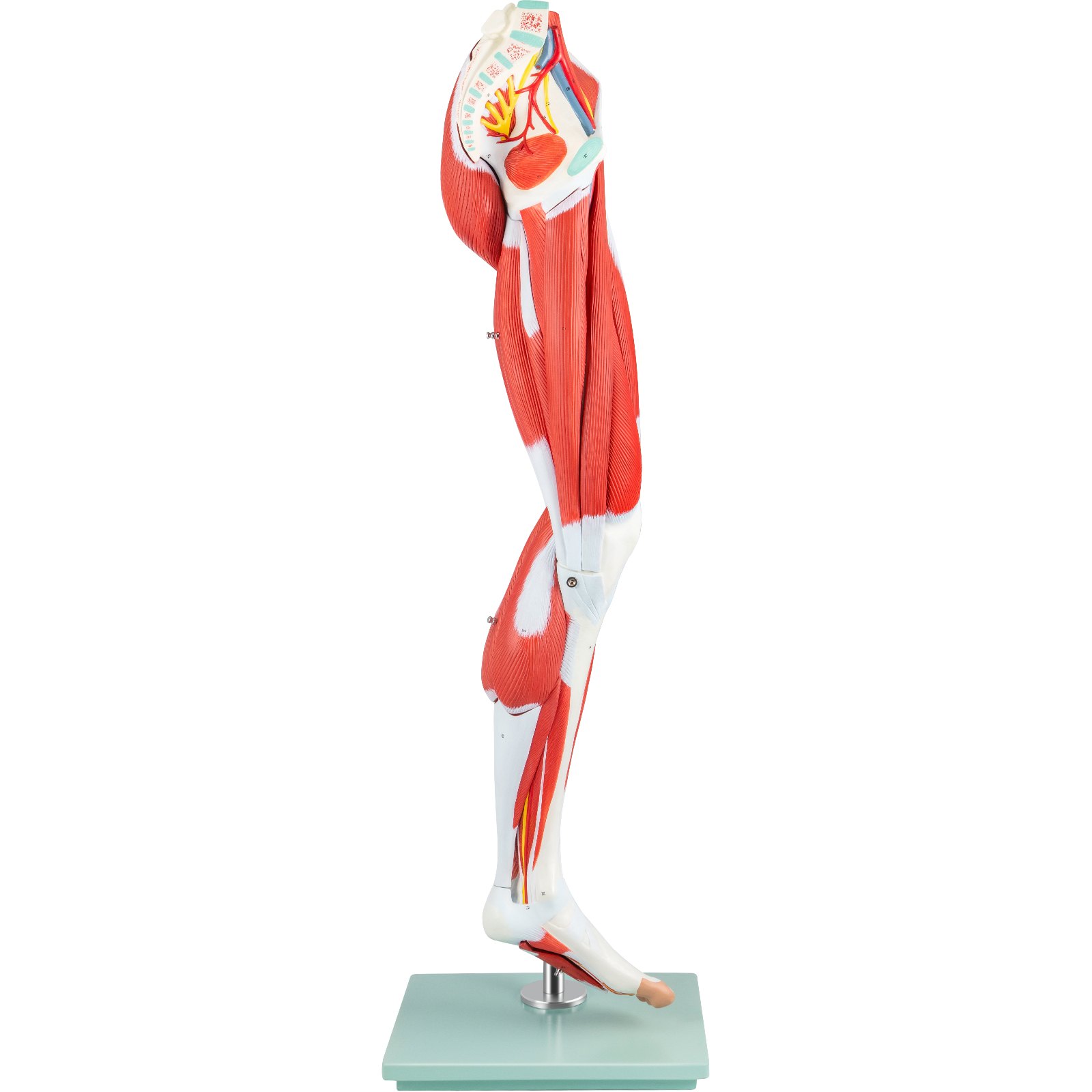 VEVOR Muscle Anatomy Leg Model, 13 Parts Lower Limb Muscle Model, Life ...