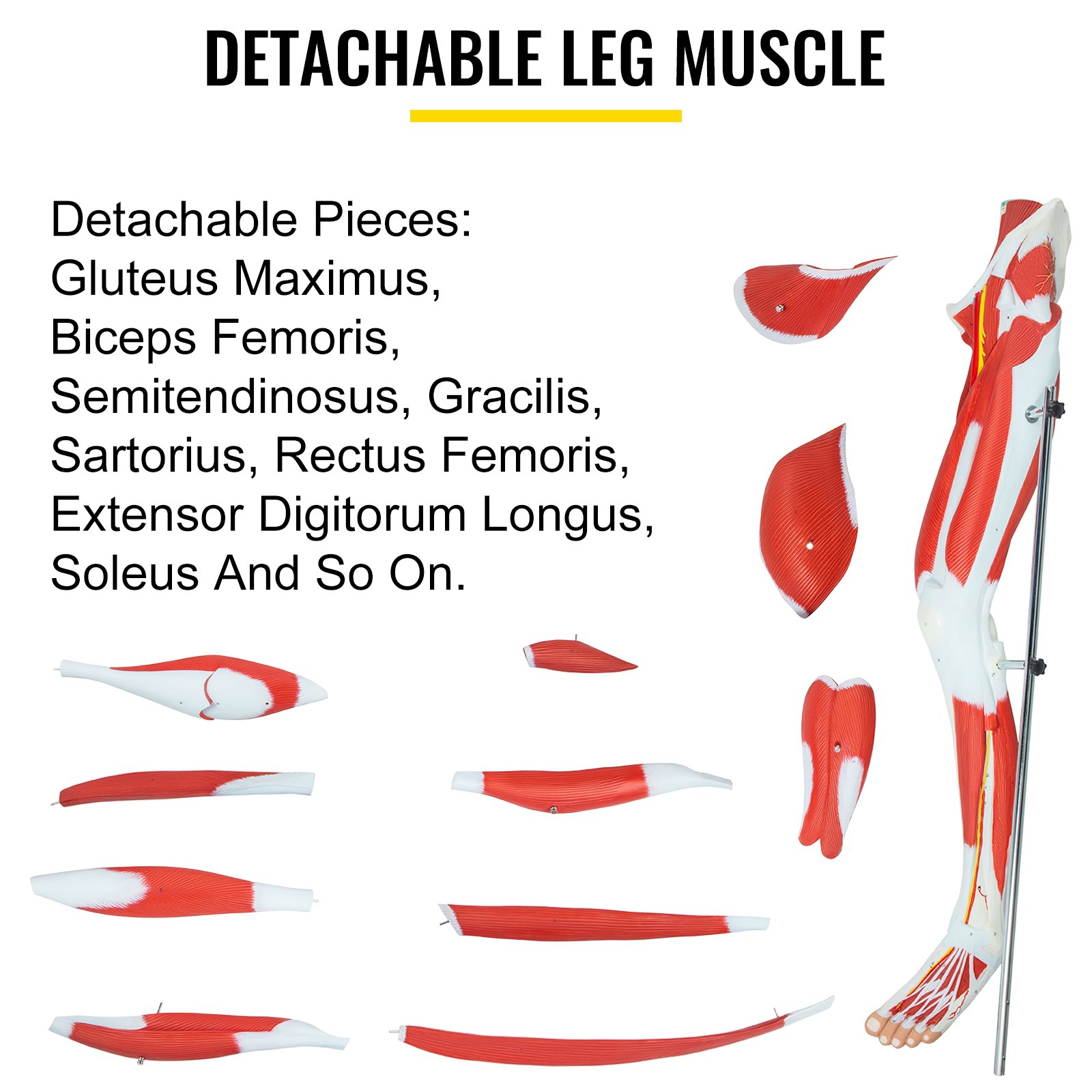 VEVOR Muscle Anatomy Leg Model, 13 Parts Lower Limb Muscle Model, Life ...
