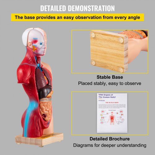 VEVOR Human Body Model 15 Parts 11 Inch Human Anatomy Model Medical ...